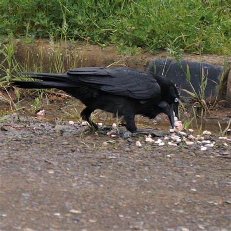 Stark Raven Focus On Fauna