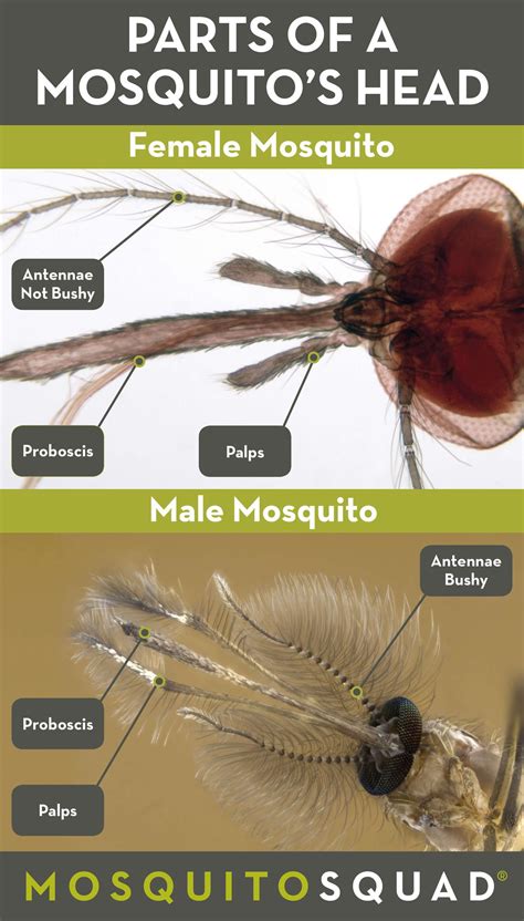 Which Mosquitoes Bite Male Or Female Unveiling The Truth