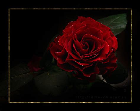 Rose Animation