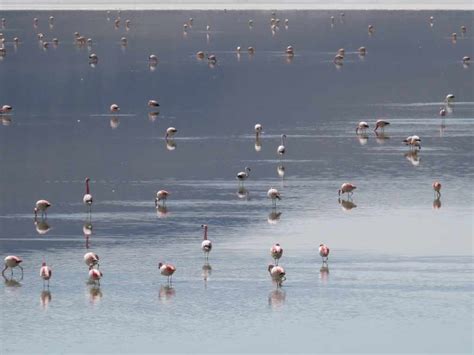 Tour Putre Salar De Surire Putre Putreyork
