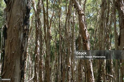 호주 퀸즐랜드주 아그네스 워터의 울창한 숲 나무에 대한 스톡 사진 및 기타 이미지 Istock