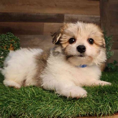 Pomachon Puppies For Sale Four Paws And A Tail