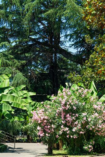 아름 다운 핑크 서양 협죽도 꽃 Nerium 서양 협죽도 꽃 나무의 꽃입니다 리조트 타운 소치의 도심에 있는 관목에 분홍색 꽃 모든 부분에서 독성이 있습니다 0명에 대한