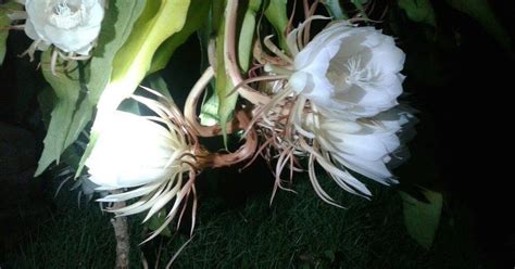 කඩුපුල් මල් R Srilanka