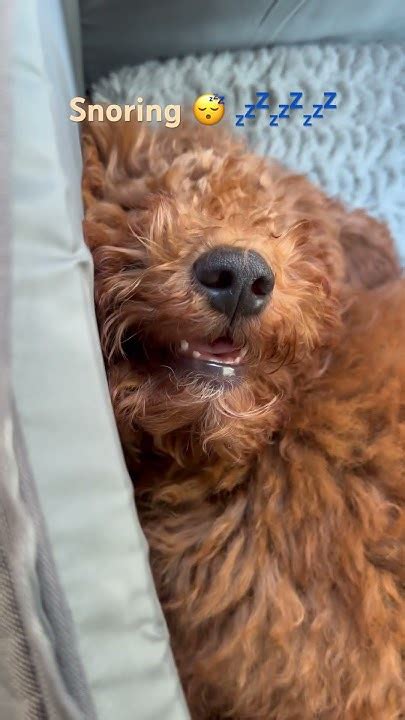 Snoring 😴 💤💤💤 Youtube