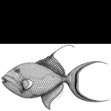 Kristin Moger Art Store All Work Triggerfish Ink Drawing