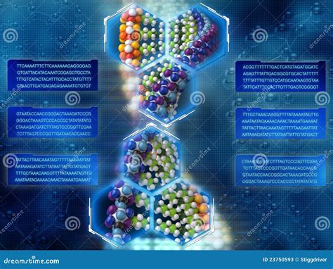 Thymine Molecular Structure 3d Model Molecule Nucleobases Structural Chemical Formula View