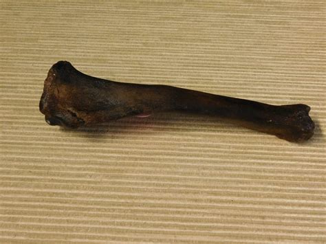 Peccary Tibia Fossil Fossils And Artifacts For Sale Paleo Enterprises