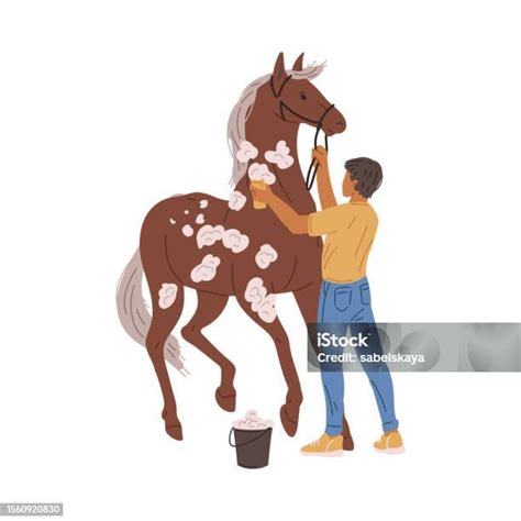 말을 씻고 손질하는 남자 흰색으로 분리된 평면 벡터 그림 가축에 대한 스톡 벡터 아트 및 기타 이미지 가축 갈기 경주마