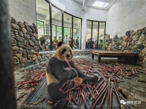 来佛坪，与可爱的大熊猫做邻居吧！澎湃号·政务澎湃新闻 The Paper