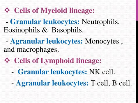 Ppt Immune Cells Receptors And Markers Lymphoid Tissues And
