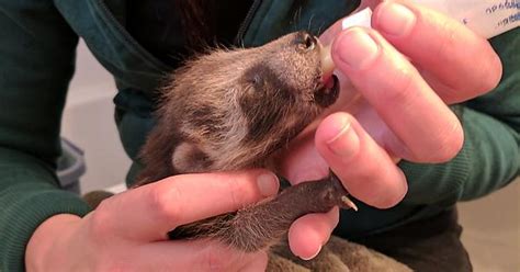 I Heard You Like Trash Pandas Album On Imgur