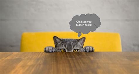 Simona Sandu On Linkedin If The Cat Sees Them Then So Should You
