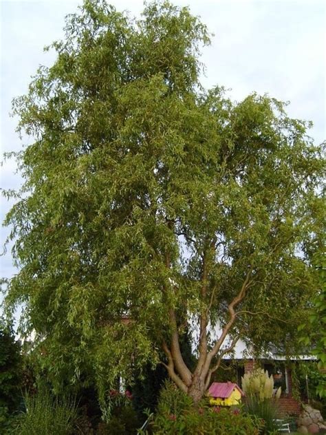 Free Picture Umbrella Thorn Acacia Israeli Babool Tree Plant