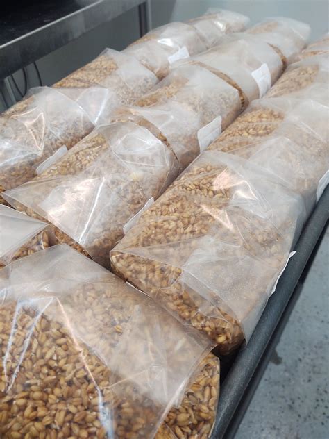 Grain Media Organic Sorghum Grain 30 Pounds Sterilized Mushroom