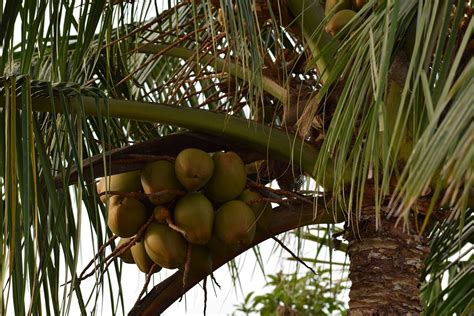 Coconut Tree Nature Free Photo On Pixabay Pixabay