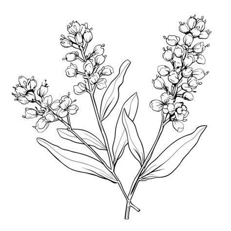 Page 6 17000 Violet Line Drawing Pictures