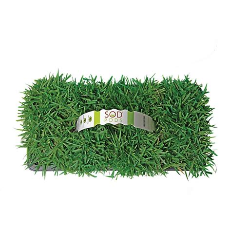 Sodpods Zoysia Icon Tray 32 Pk Grass Plugs At Tractor Supply Co