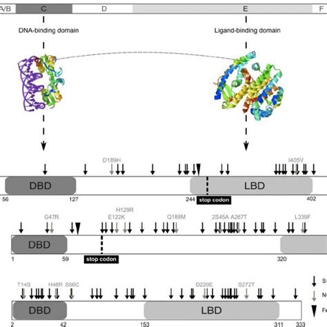 A Schematic Diagram Of The Generic Nuclear Receptor Structure With Download Scientific