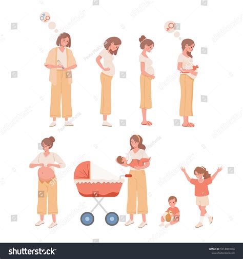 Stages Pregnancy Motherhood Vector Flat Illustration Stock Vector