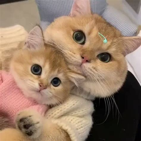 Cats On Twitter Https T Co HbOeO5Nj8P Twitter