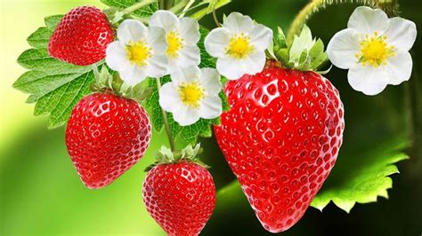 Fragaria × Ananassa Plant Britannica