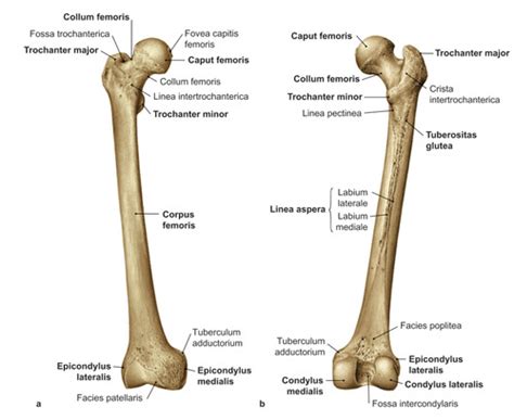 Aufbau Femur Tibia Fibula Pelvis Flashcards Quizlet