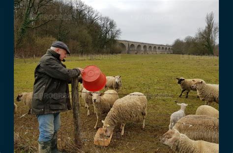 Jura Ils Tentent De Tuer Un Mouton à Coups De Pelle Pour Le Manger