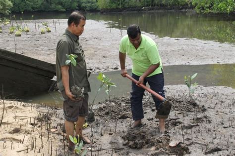 Mangrove Seed Planting Junglewalla Tours