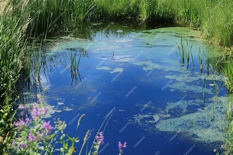 Assess The Effects Of Pesticide Runoff On Aquatic Generative Ai Premium Ai Generated Image