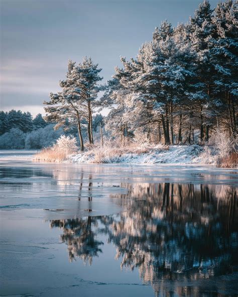 Natural Winter Scene With Snow Filled Landscape Featuring Frozen Lake And Frosty Pine Trees In