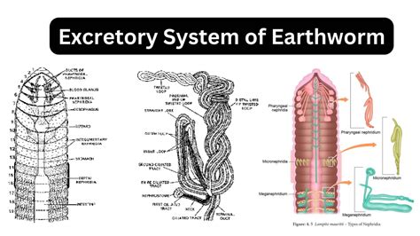 Metazoa Characteristics Symmetry Metamerism Origin And Evolution