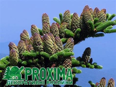 Пихта Фразера купить, пихта Фразера уход, пихта Фразера фото, пихта ...