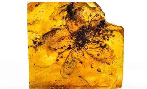 Scientists Describe The Largest Fossil Flower Discovered So Far In Amber