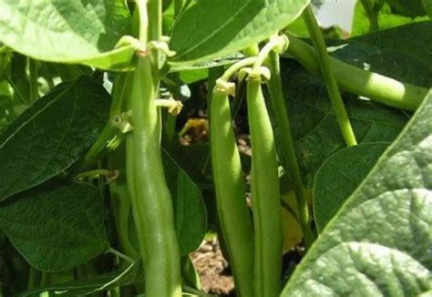 Bean Varieties Varieties Taste Distinctive Features Healthy Food