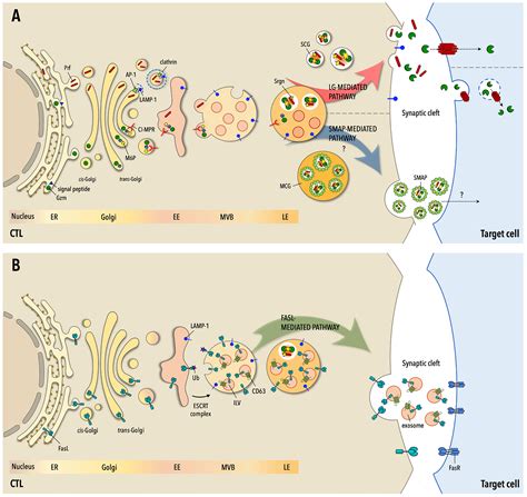Frontiers The Expanding Arsenal Of Cytotoxic T Cells