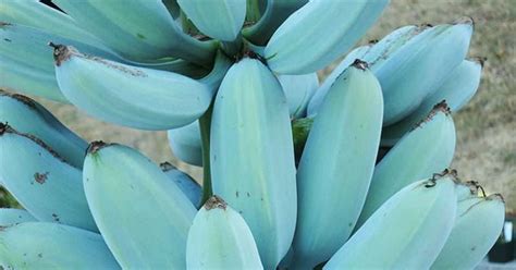 Découvrez La Blue Java La Banane Au Goût De Glace à La Vanille C