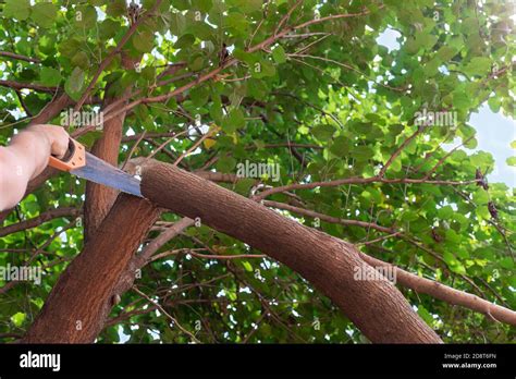 Hand Saw For Cutting Tree Branches At Dorothy Boots Blog