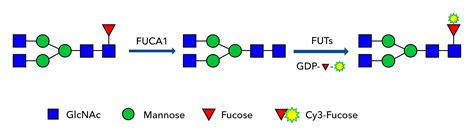 Fluorescent Glycan Labeling And Detection R D Systems