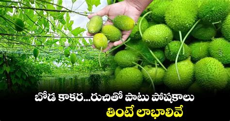 బోడ కాకర రుచితో పాటు పోషకాలు తింటే లాభాలివే
