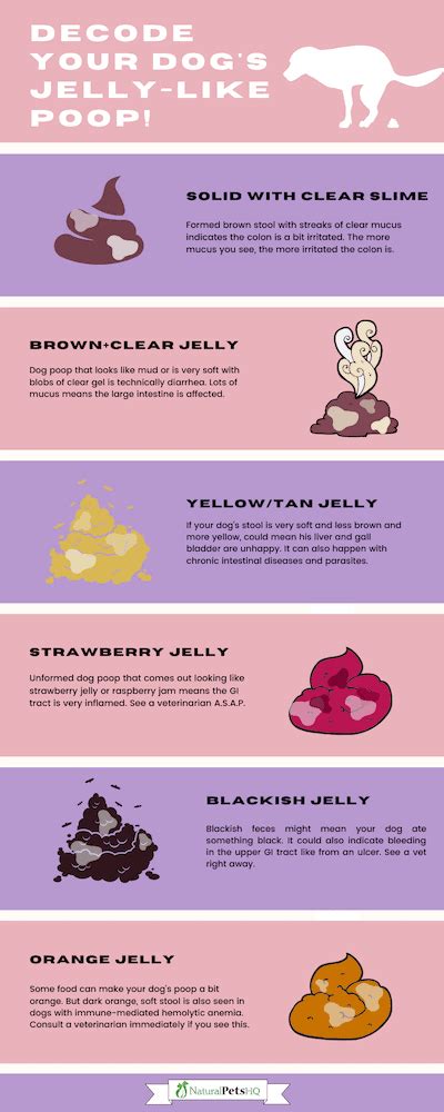 What To Do For Dog Poop Like Jelly With Blood Vet Advice Nphq