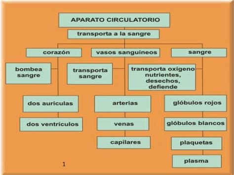 PPT Aparato circulatorio presentación en powerpoint DOKUMEN TIPS