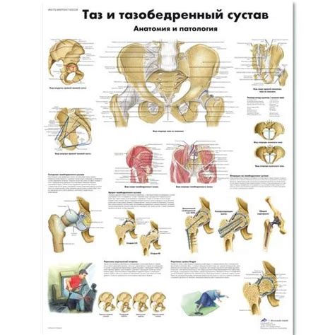 Russian Pelvis And Hip Chart Anatomy And Pathology