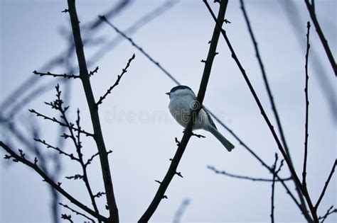 Willow Tit On A Branch In A Bush Bird Species With Black Head And