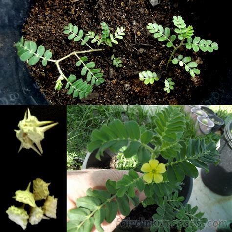 Tribulus Terrestris Puncture Vine Libido Herb Seeds Fair Dinkum Seeds