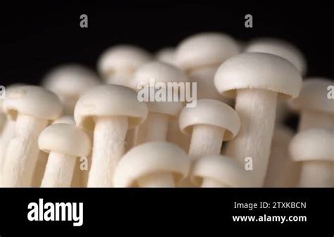 White Shimeji Mushroom Stock Videos And Footage Hd And 4k Video Clips