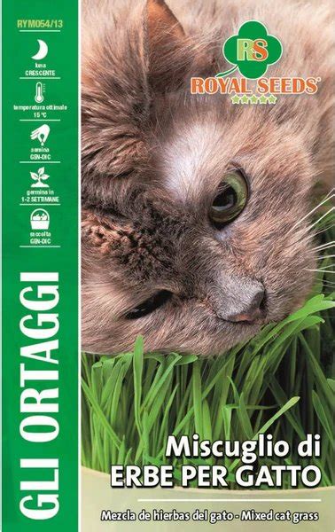 Catnip Grass Seeds Irish Mixture Of Antiseptic Grasses Plant Pk