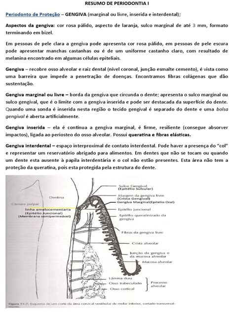 Resumo De Periodontia I Pdf Osso Medicina Clínica
