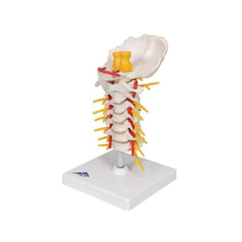 3b Scientific Cervical Human Spinal Column Model 3b Smart Anatomy