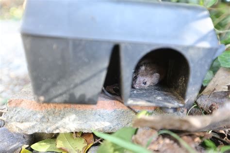 Geen Grote Rat Maar Hermelijn In Val In Rijswijk Foto Ad Nl